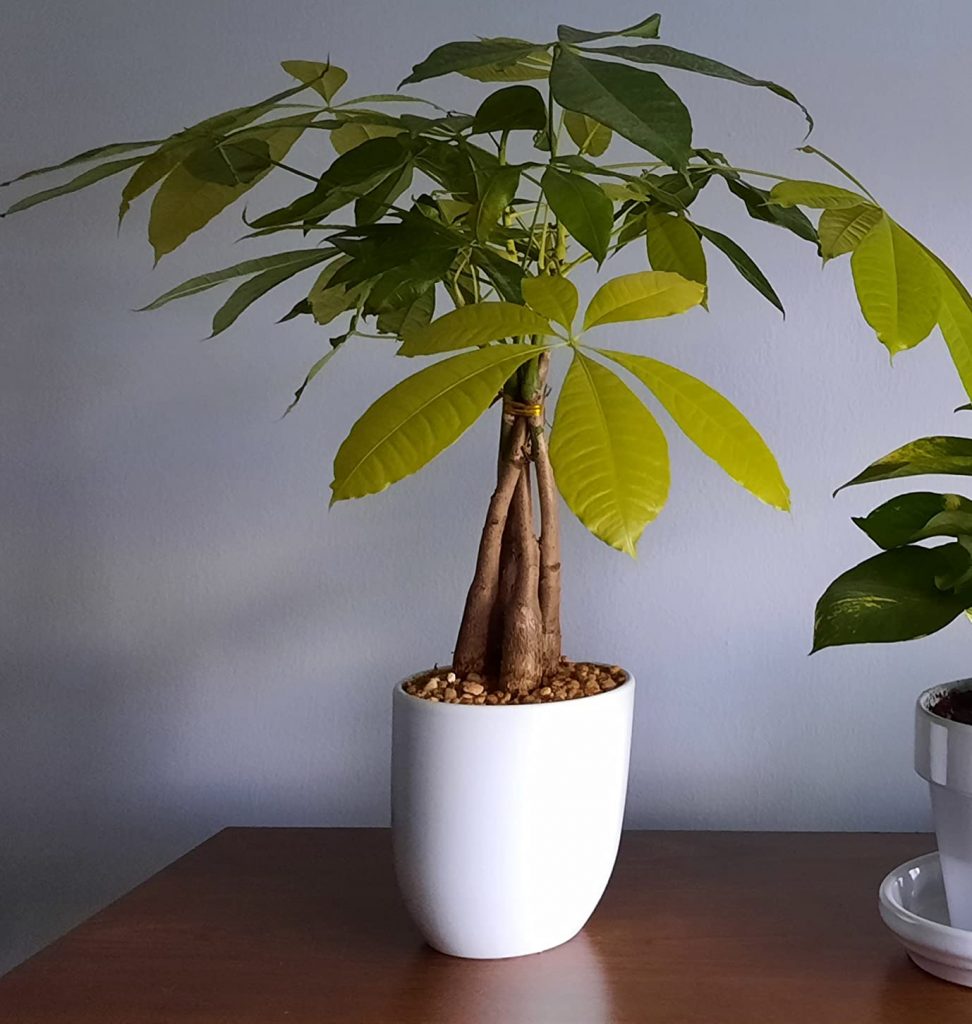 Money Tree Plant Bonsai - Prime Bonsai