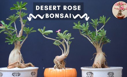 Ficus Ginseng Bonsai: The Ultimate Care Guide - Prime Bonsai