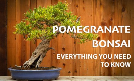 Fukien Tea Bonsai Tree: Ultimate Care Guide - Prime Bonsai