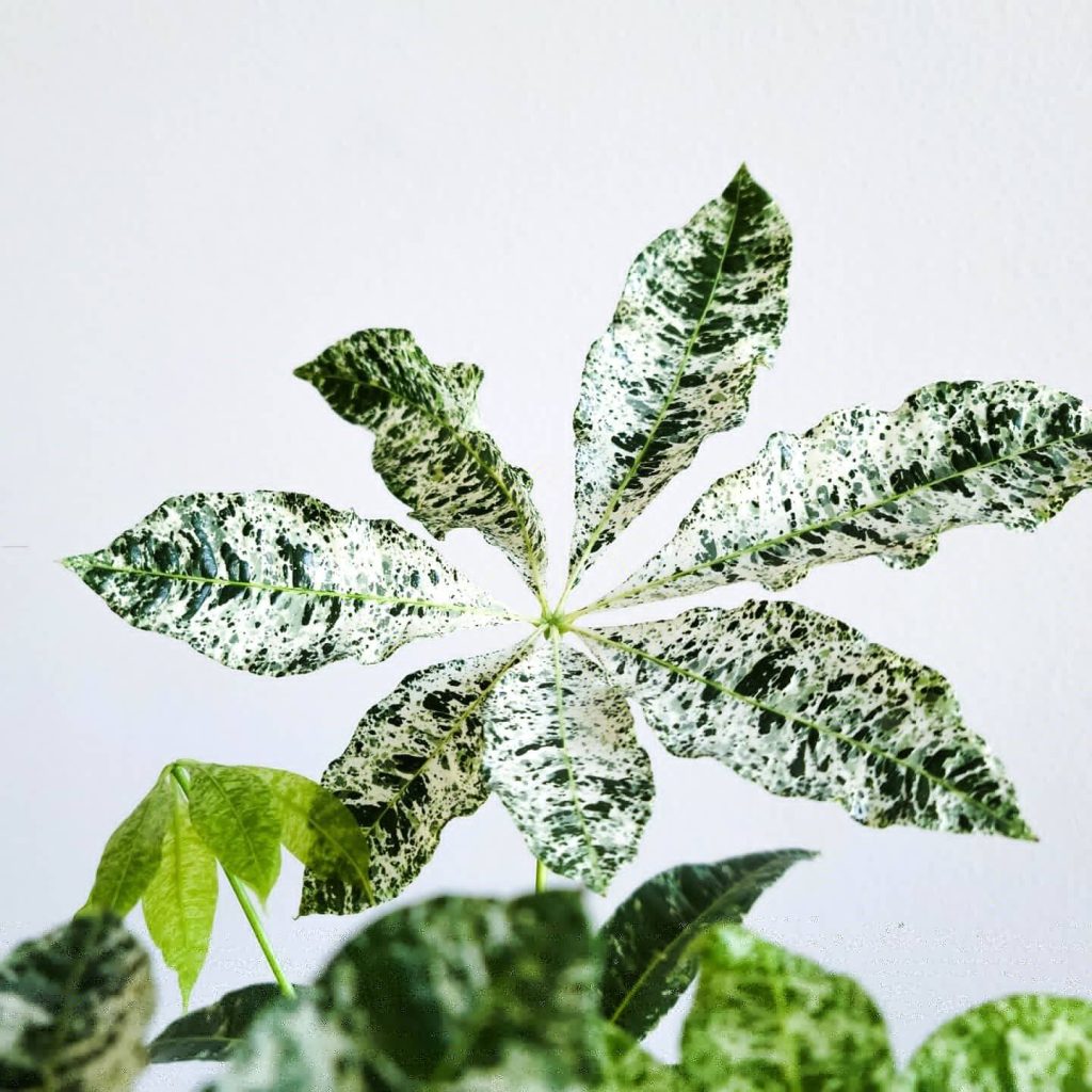 Variegated Money Tree: What It Is and Where to Buy? - Prime Bonsai